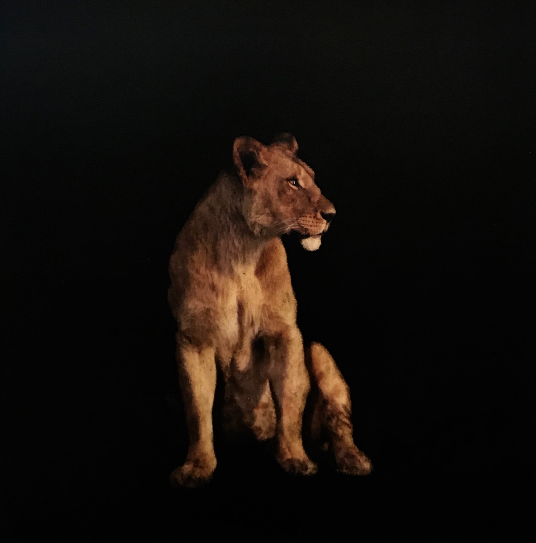 Dawne Raulet– Design Supply Shop